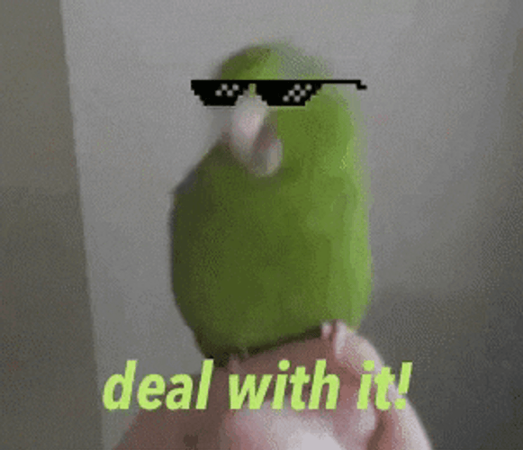 Kakapo Bird Gif