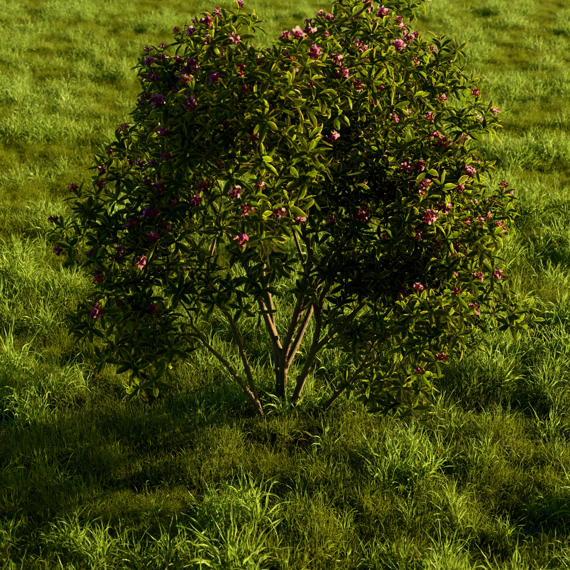 Proper translucency shader - Lighting and Rendering - Blender Artists ...